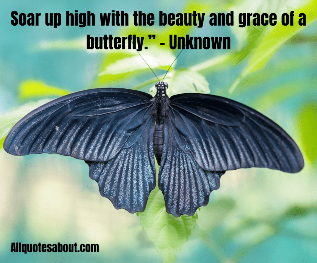 194+ Butterfly Quotes And Saying